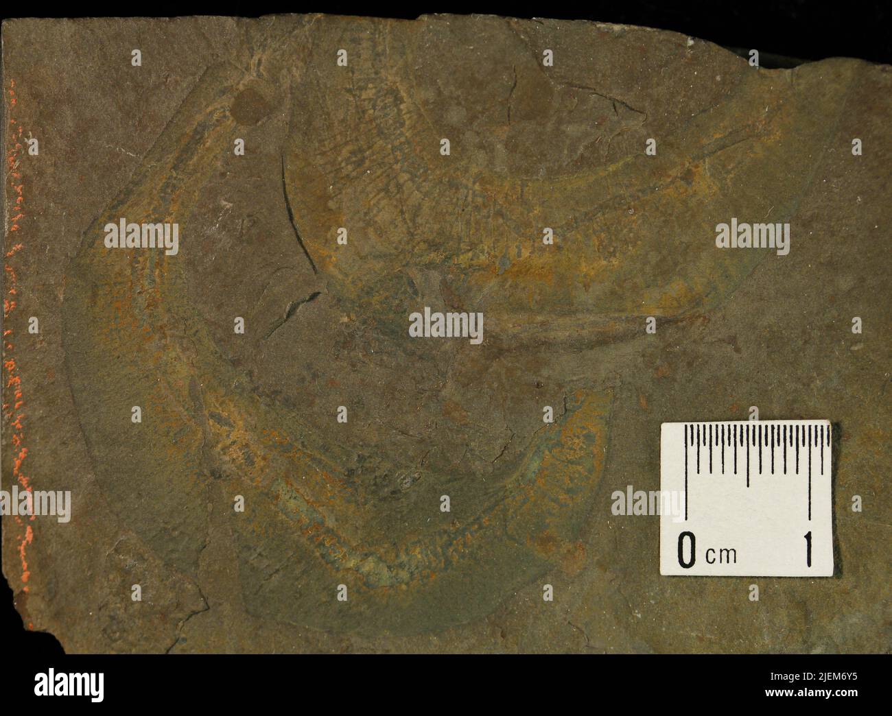 Ottoia prolifica Walcott Stock Photo - Alamy