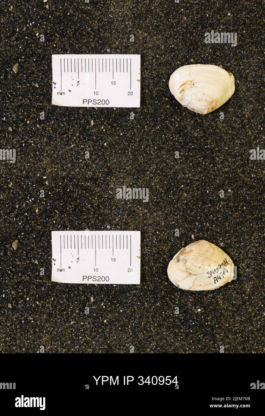 Corbicula sp hi-res stock photography and images - Alamy