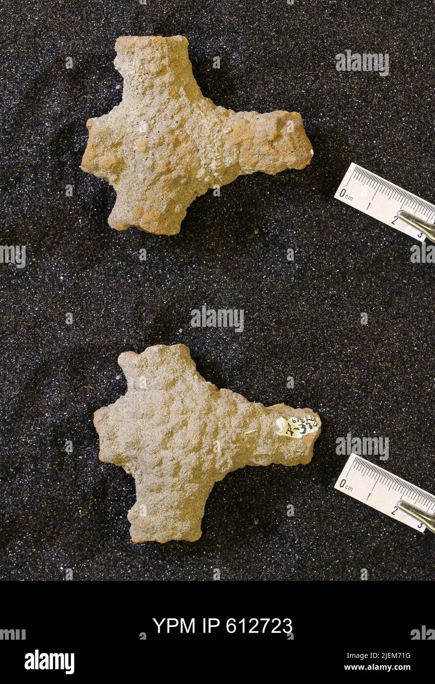 Ophiomorpha nodosa ichnofossil hi-res stock photography and images - Alamy