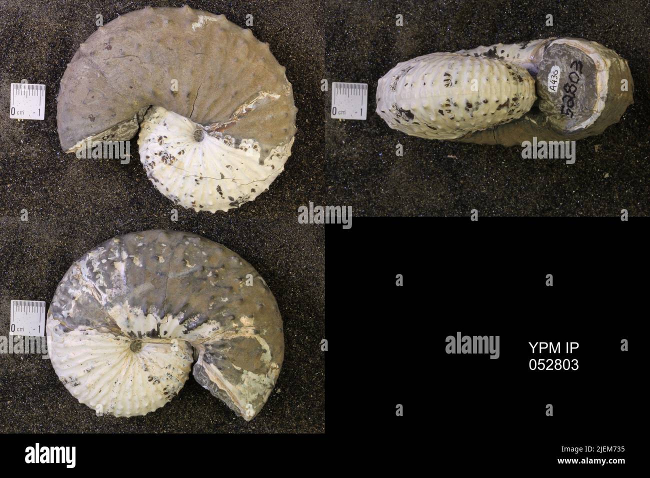 Discoscaphites gulosus (Morton Stock Photo - Alamy