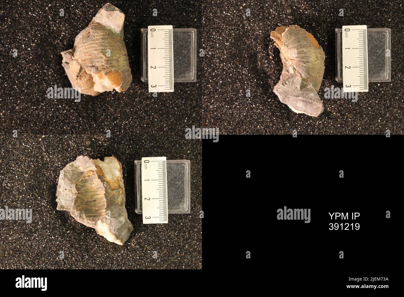 Scaphitidae hi-res stock photography and images - Alamy