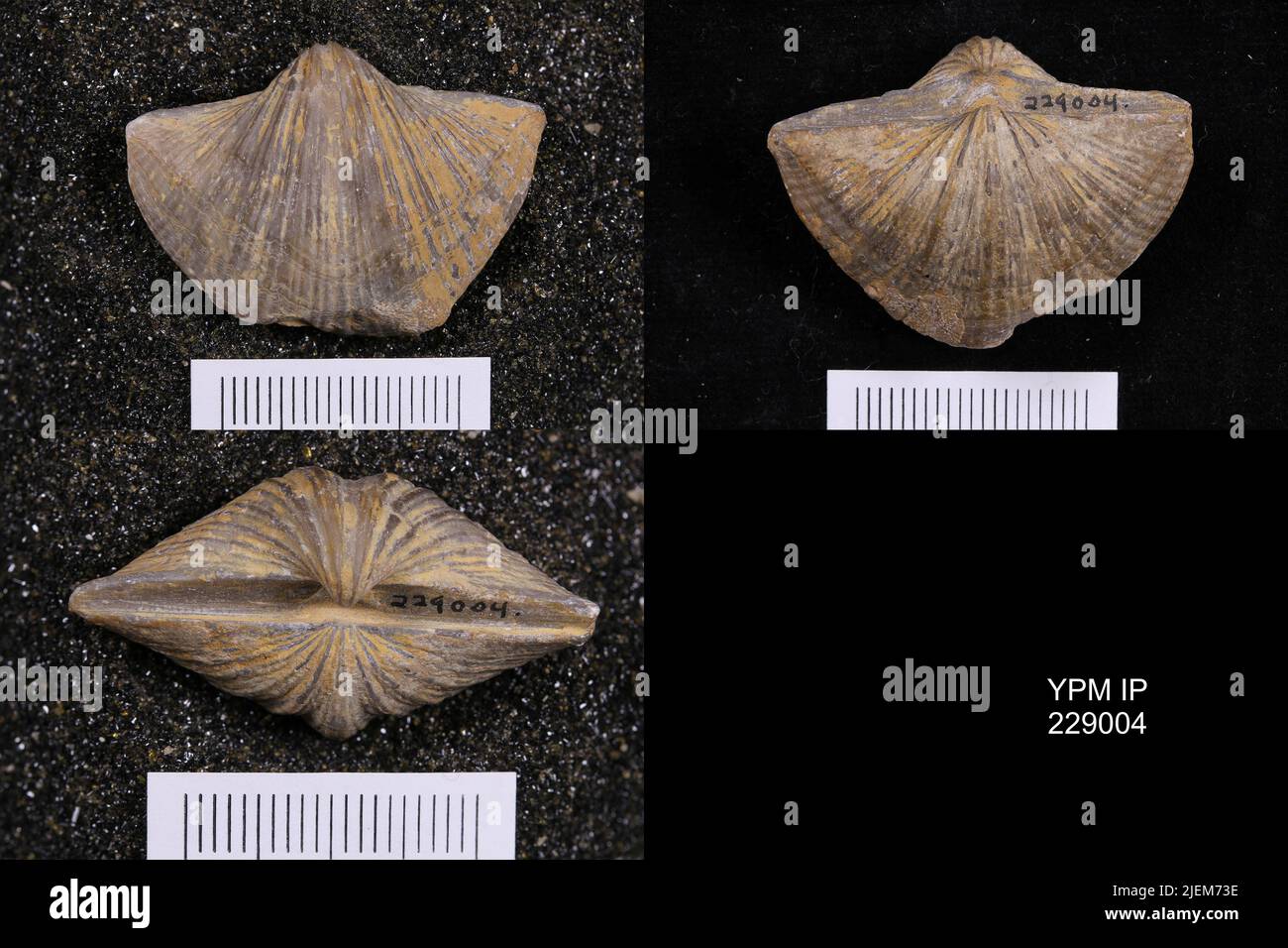 Neospirifer dunbari hi-res stock photography and images - Alamy