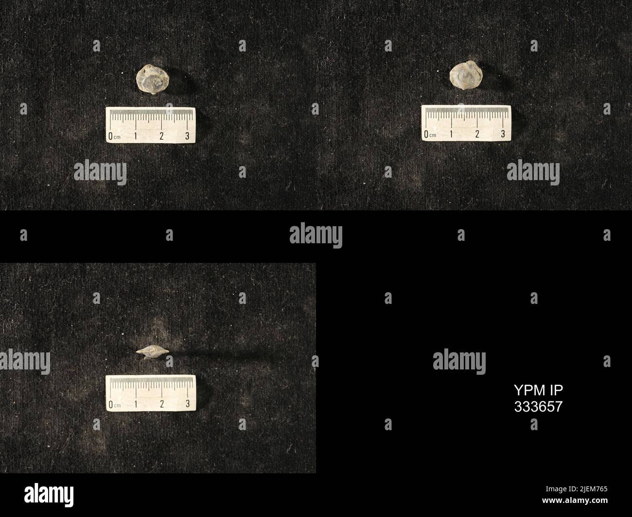 Nucleospira concinna hall hi-res stock photography and images - Alamy