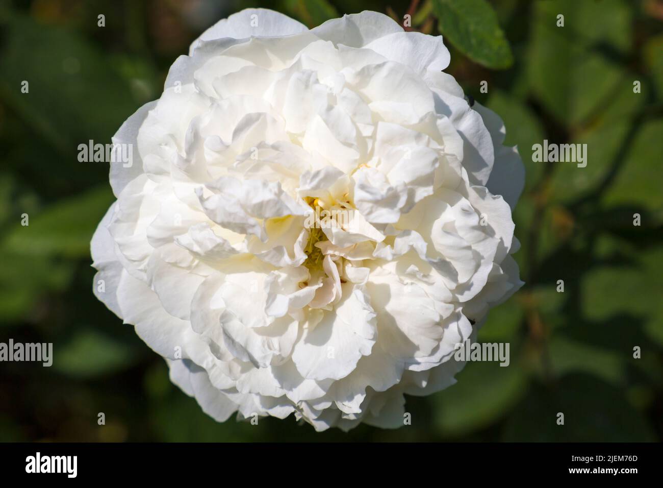 Rosa Susan Williams-Ellis Rose flowering in English Garden in June ...