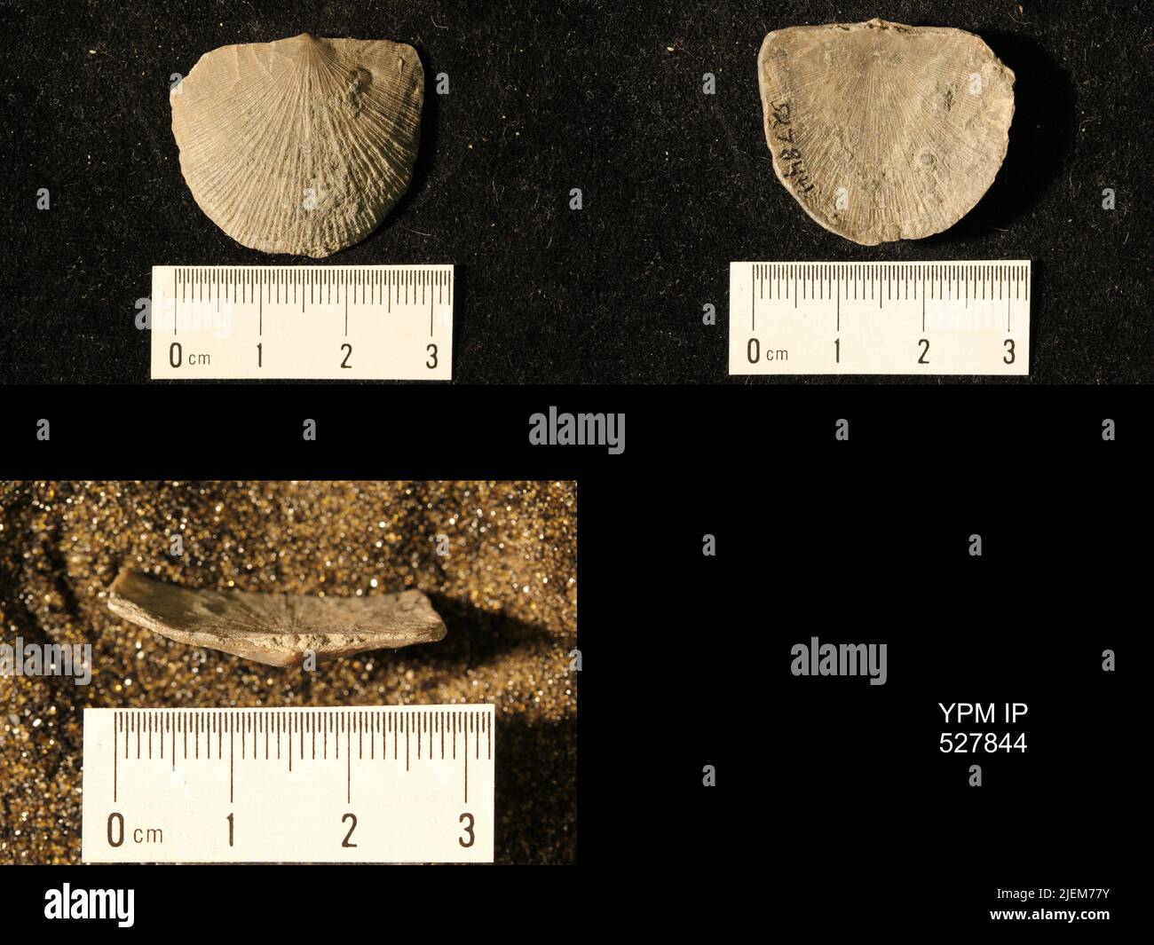 Rafinesquina alternata hi-res stock photography and images - Alamy