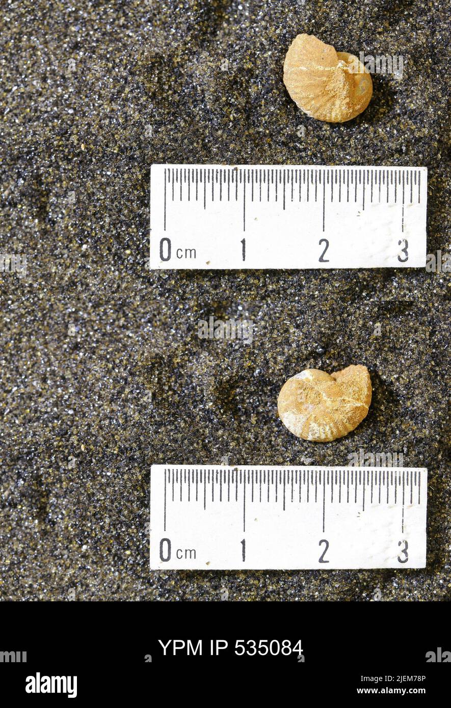 Scaphites hippocrepis dekay animalia hi-res stock photography and ...