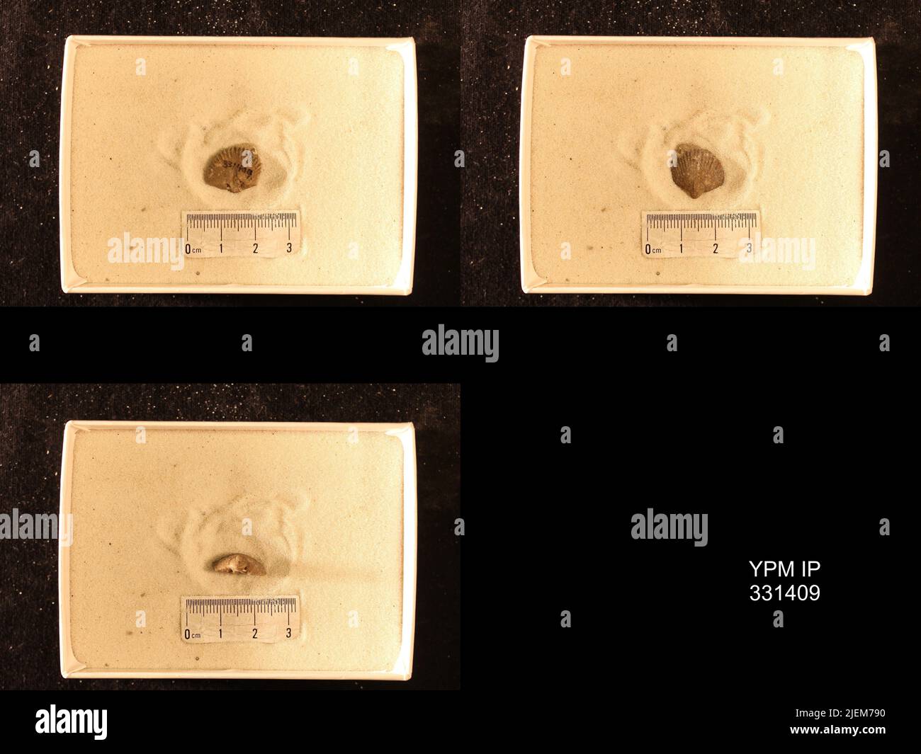 Orthis hi-res stock photography and images - Alamy