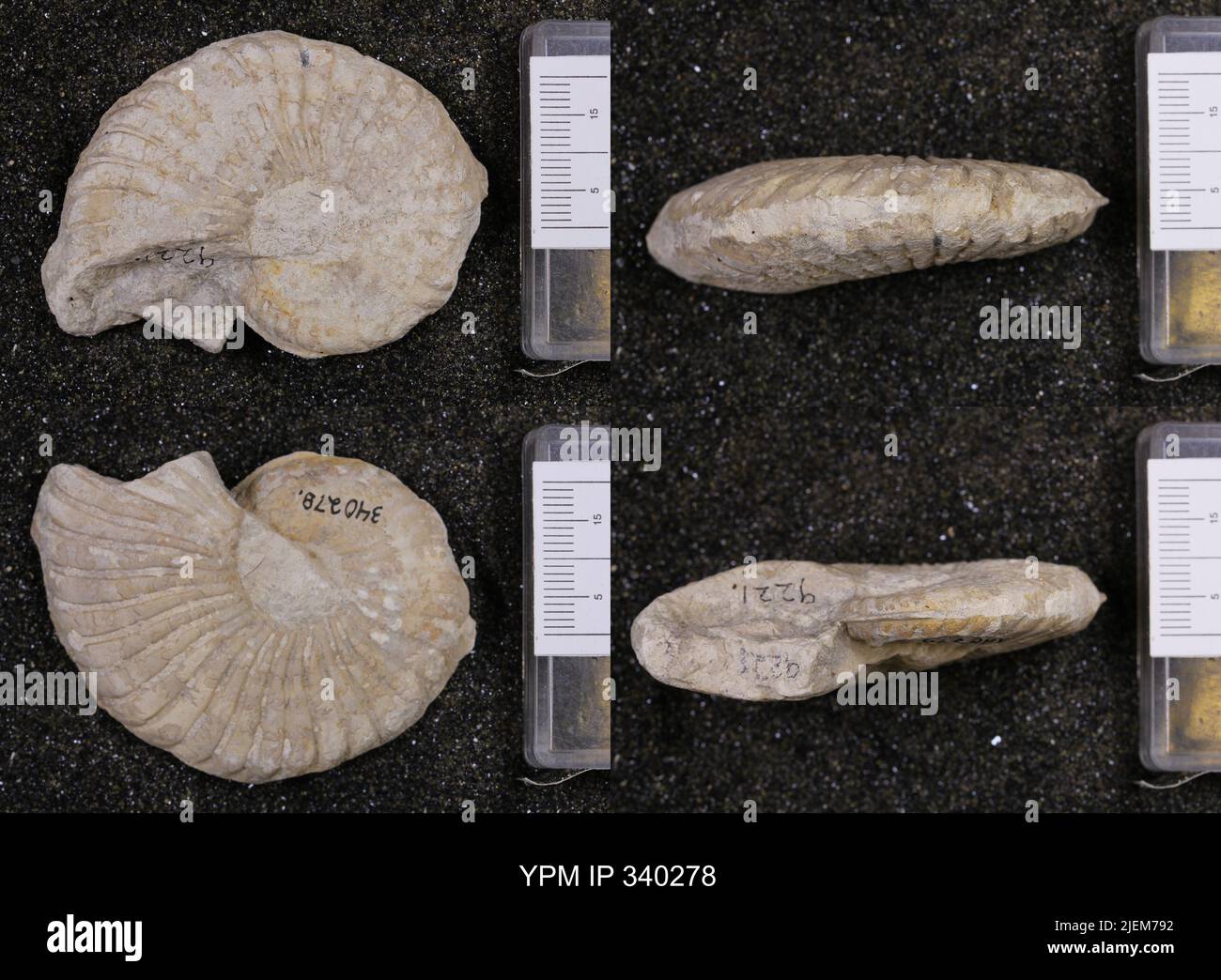 Ammonoidea animalia hi-res stock photography and images - Alamy