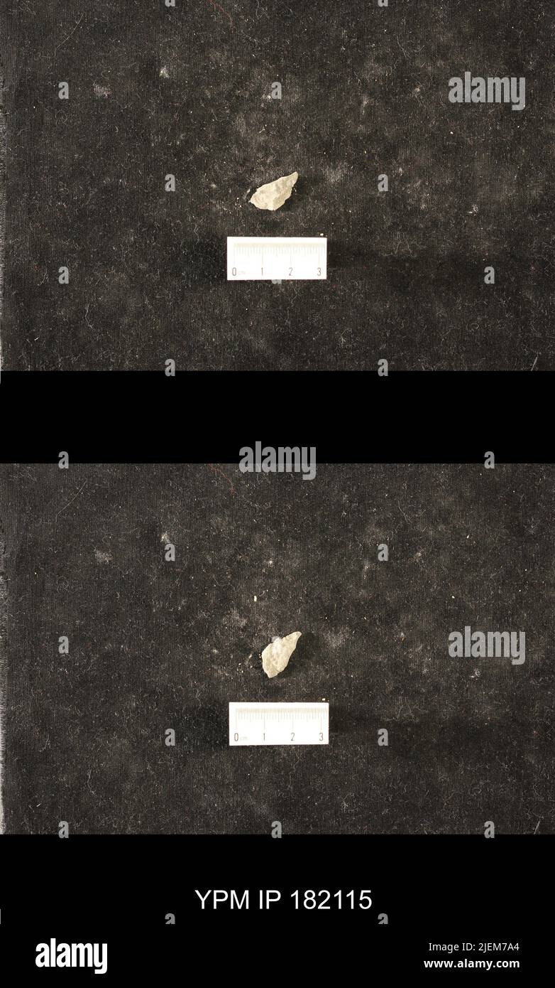 Spongia sp animalia hi-res stock photography and images - Alamy