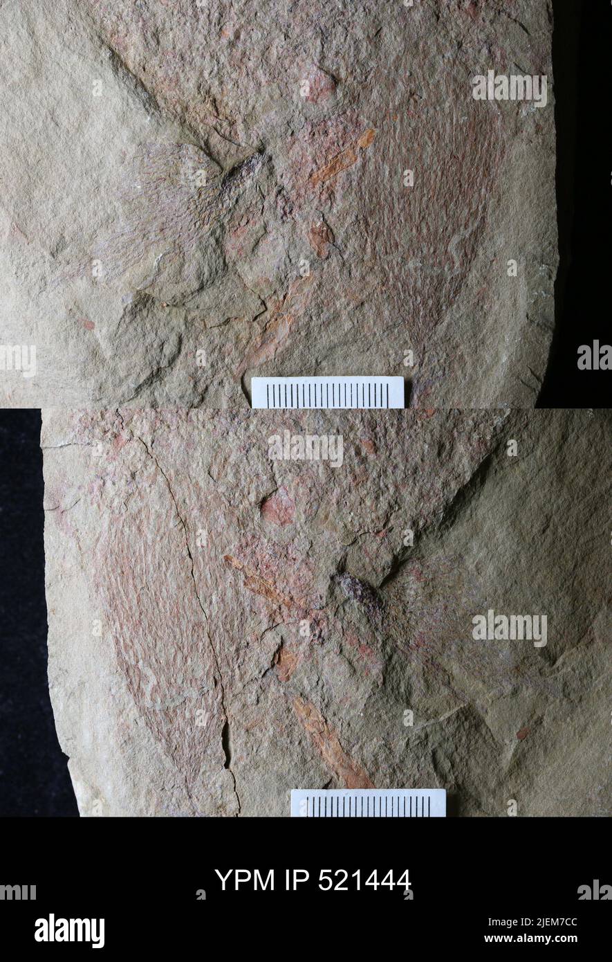 Graptolithina hi-res stock photography and images - Alamy