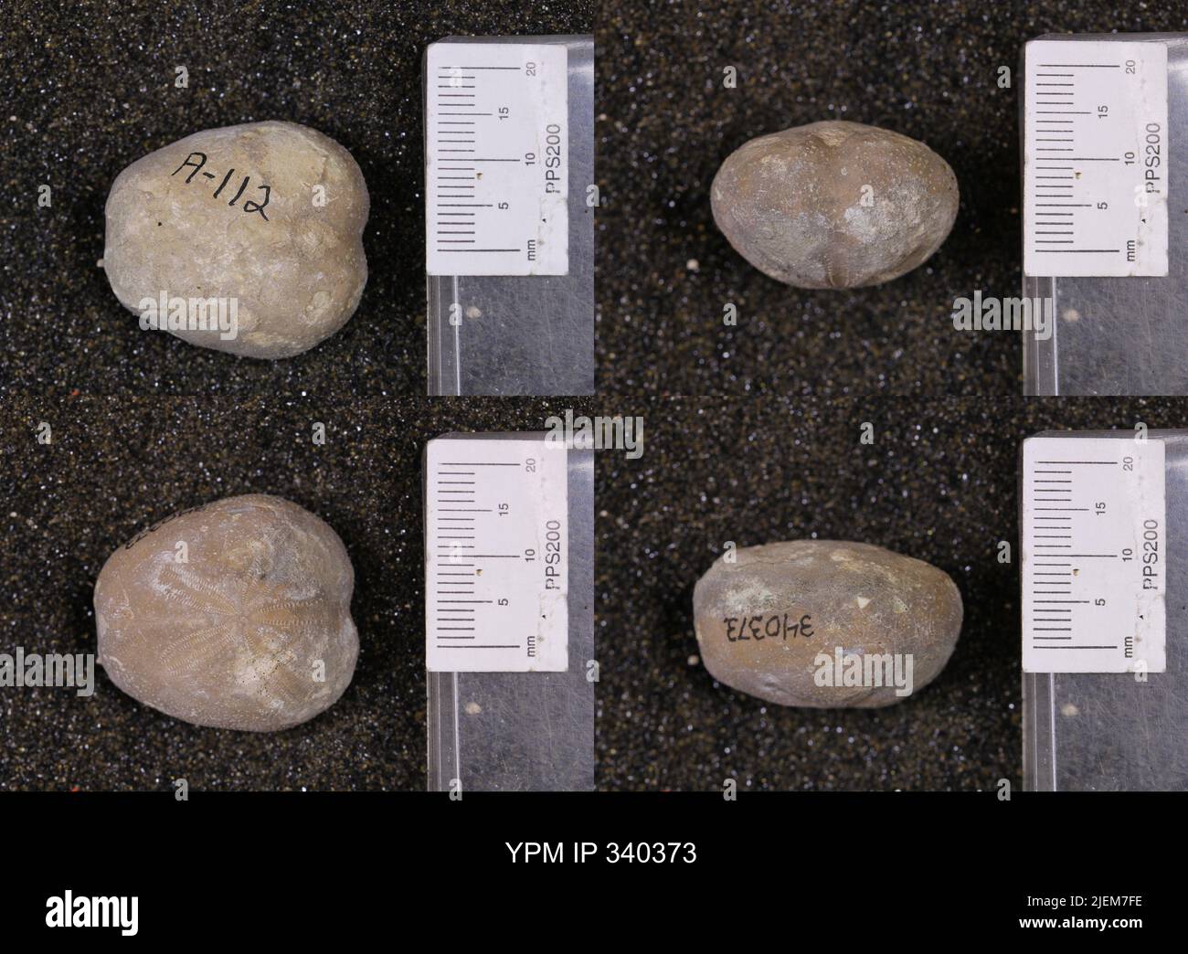 Enallaster texanus Roemer Stock Photo - Alamy