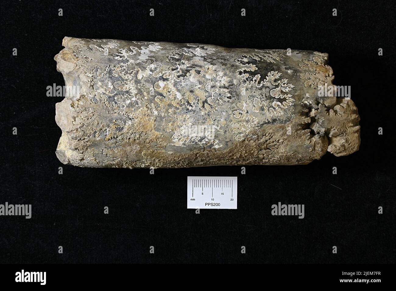 Baculites hi-res stock photography and images - Alamy