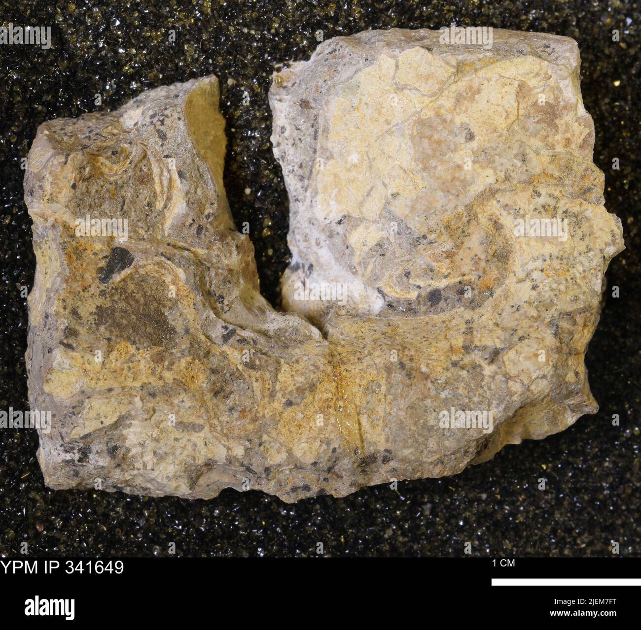 Scaphites hi-res stock photography and images - Alamy