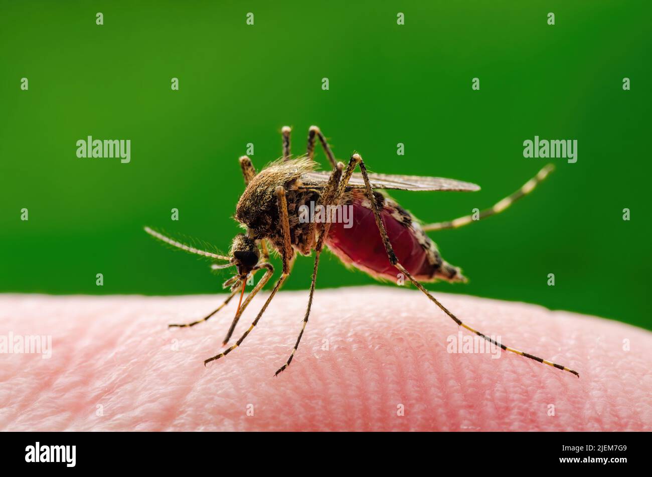 Dangerous Zika Infected Mosquito Skin Bite. Leishmaniasis, Encephalitis ...