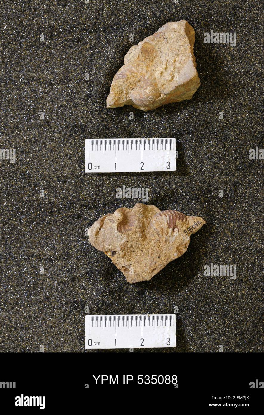 Scaphites cf hippocrepis dekay animalia hi-res stock photography and ...