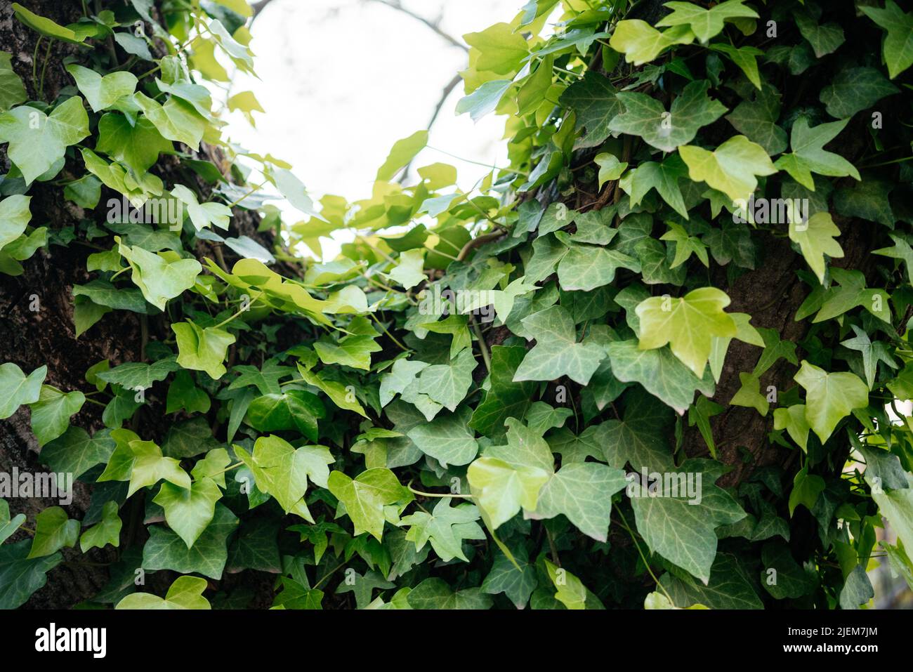 Green ivy vine climbing tree trunk Stock Photo - Alamy