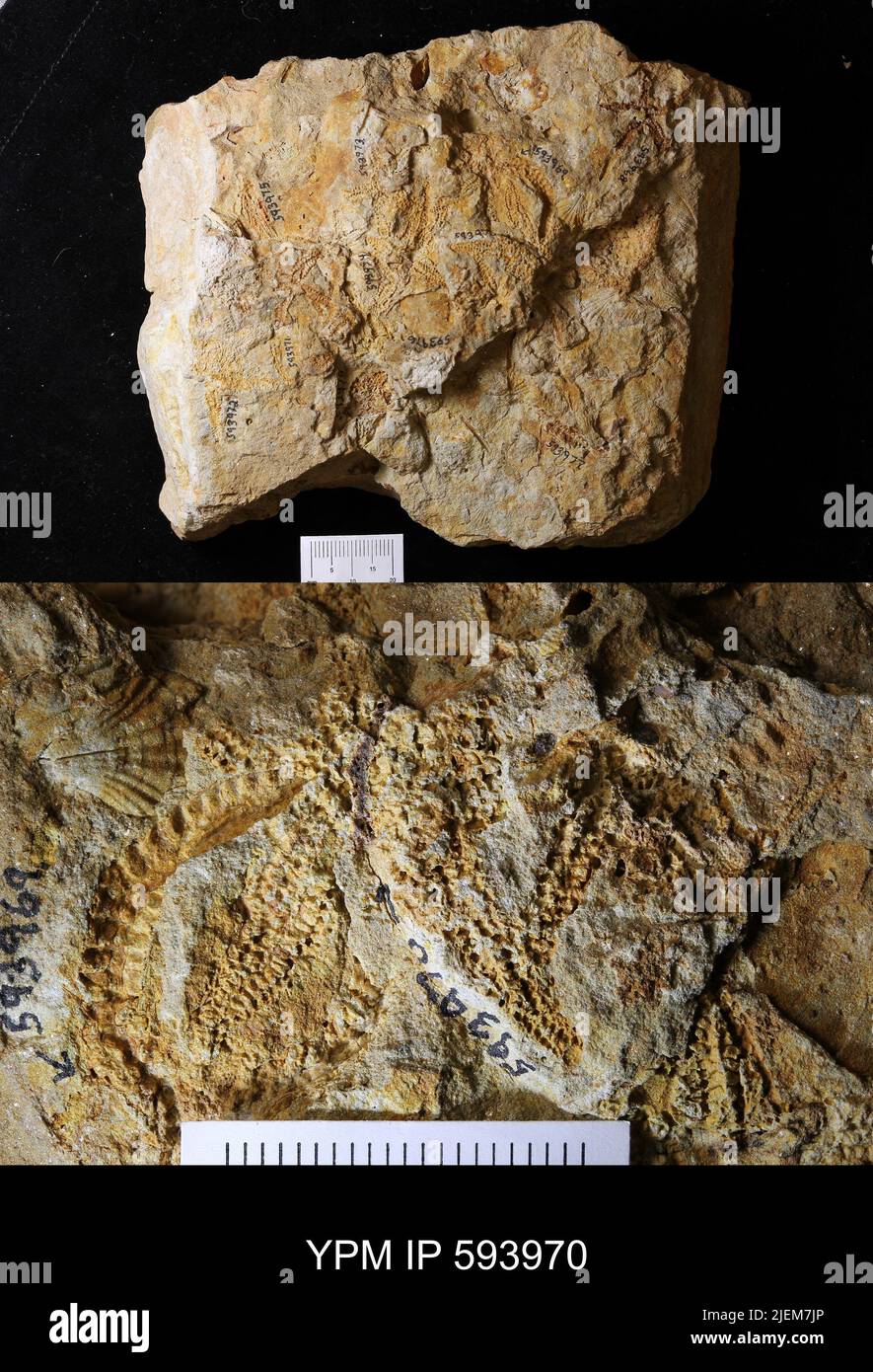 Stelleroidea hi-res stock photography and images - Alamy