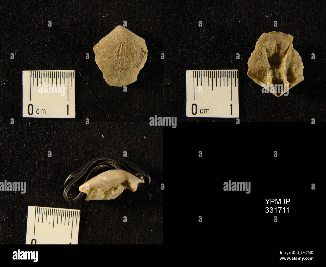 Pentamerida hi-res stock photography and images - Alamy