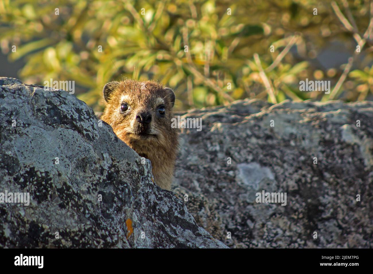 Rock rabbits south africa hi-res stock photography and images - Alamy