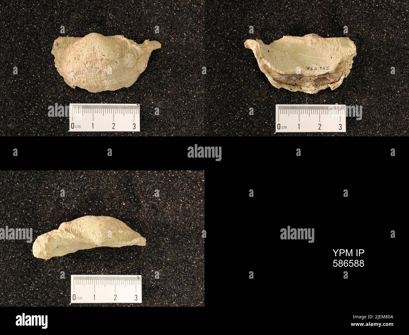 Crania modesta White & St. John, 1868 Stock Photo - Alamy
