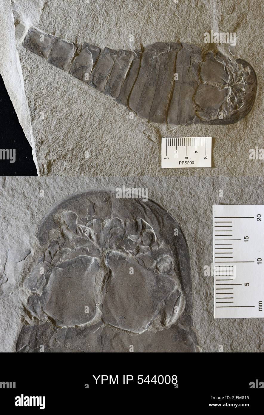 Eurypterus lacustris harlan animalia hi-res stock photography and ...