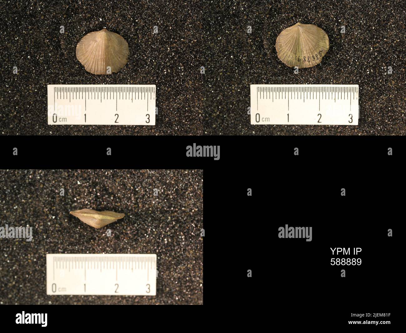 1827 animalia hi-res stock photography and images - Alamy