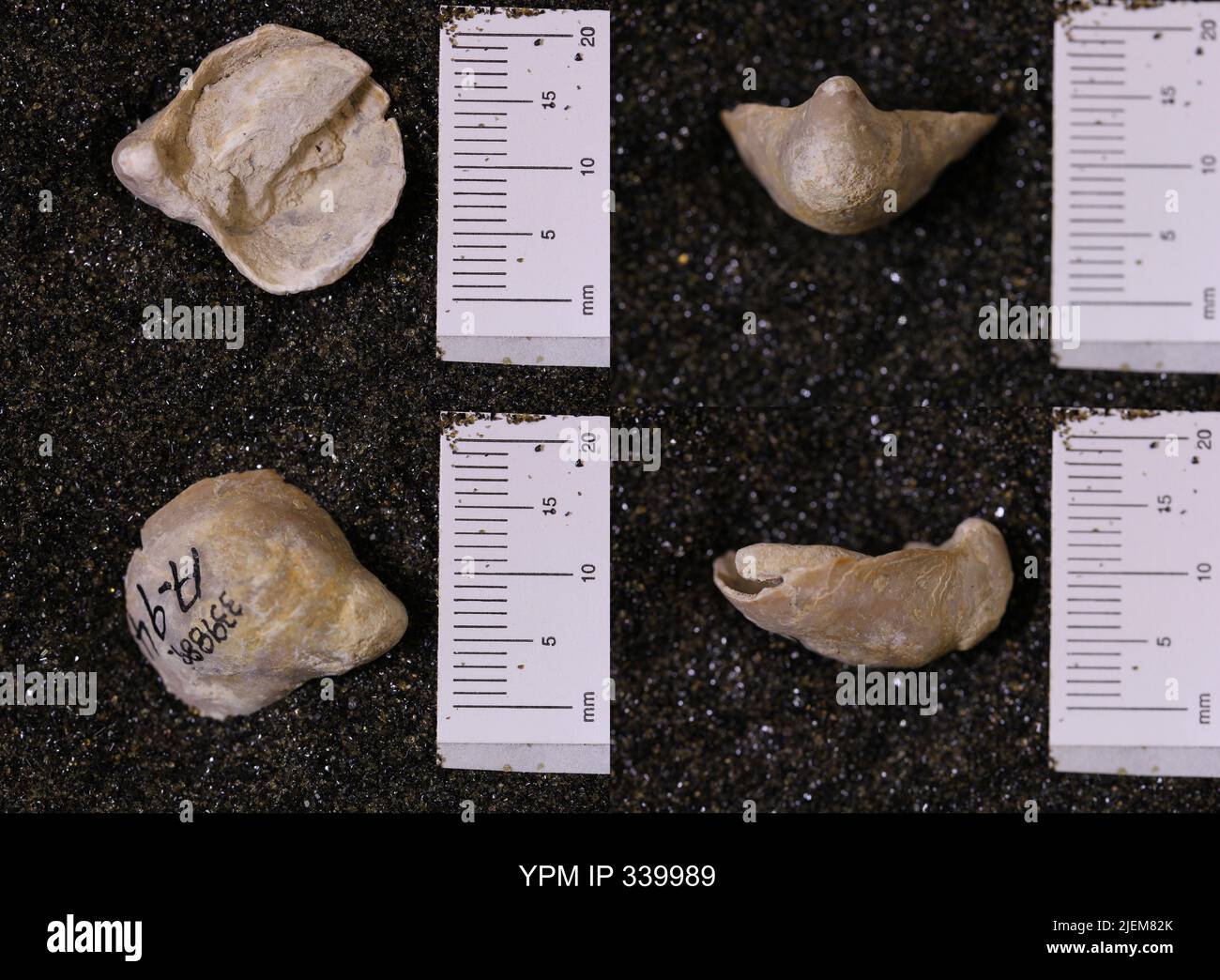 Gryphea washitaensis Hill Stock Photo - Alamy