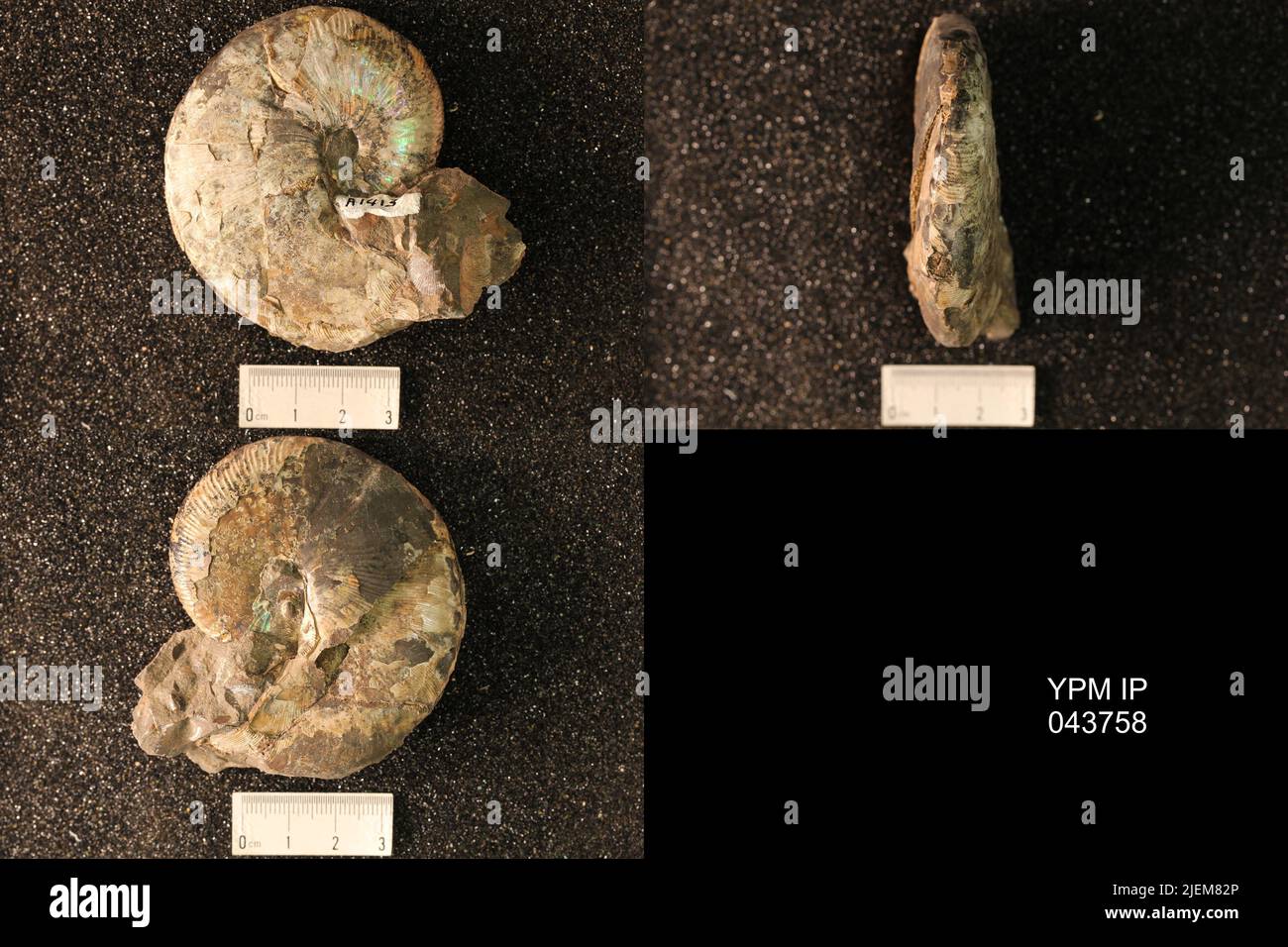 Mesozoic creatures hi-res stock photography and images - Alamy
