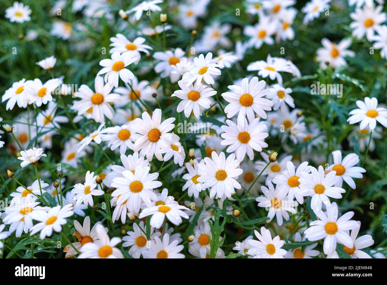 Daisy top view hi-res stock photography and images - Alamy