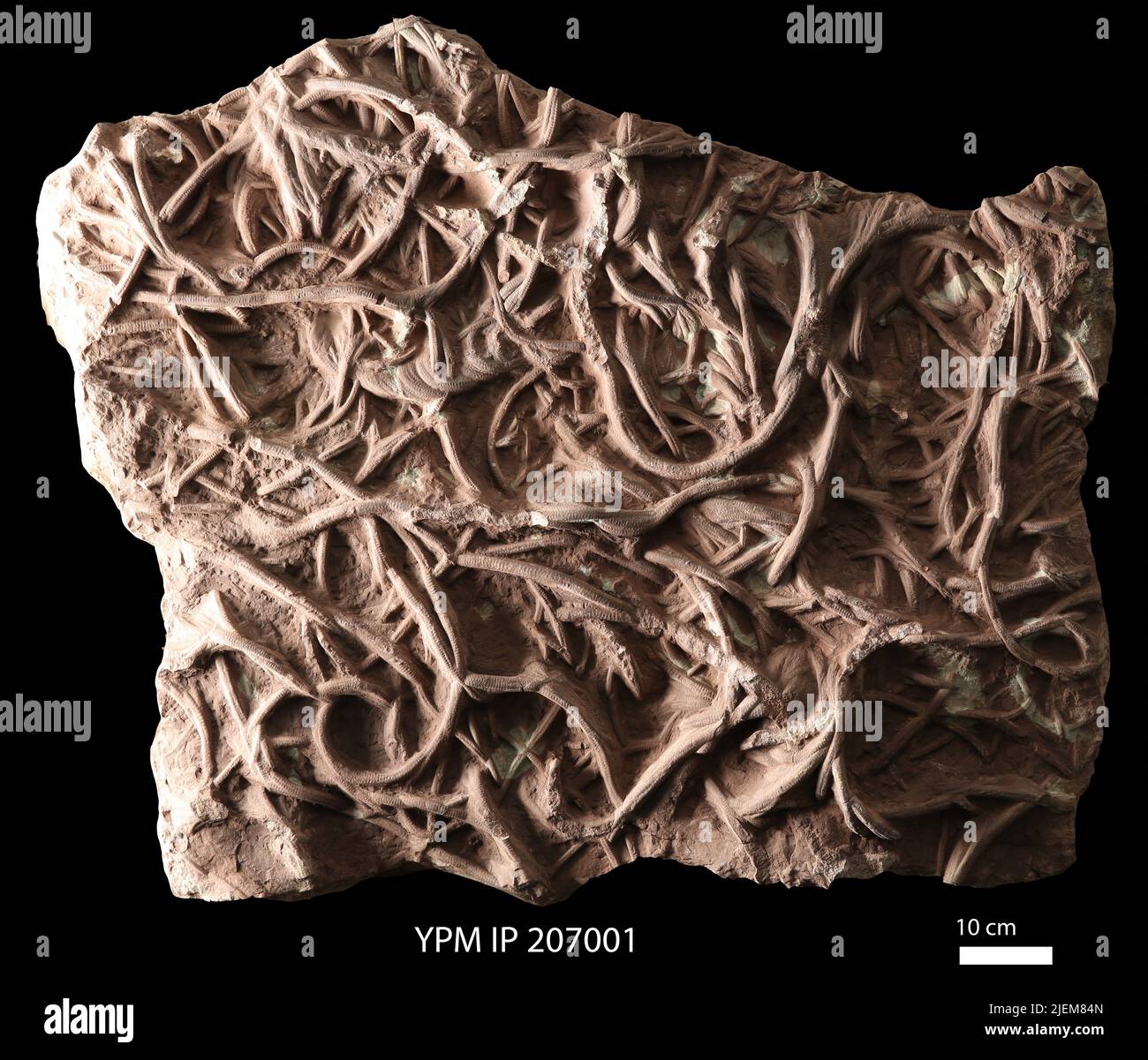 Arthrophycus harlani conrad ichnofossil hi-res stock photography and ...