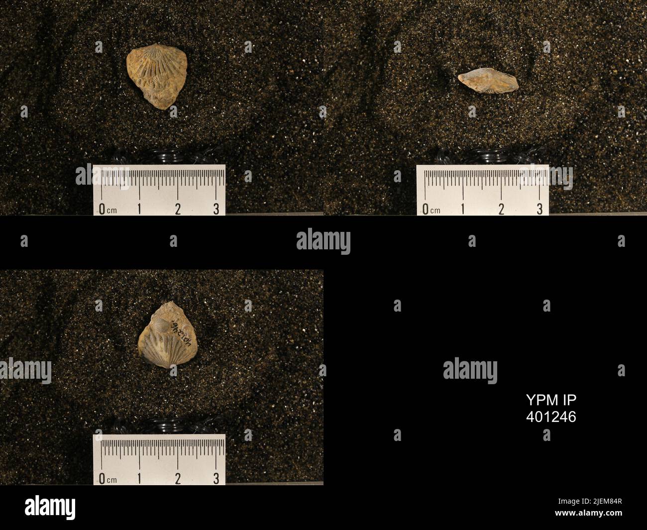 Orthis (Plectorthis) dichotoma Hall Stock Photo - Alamy