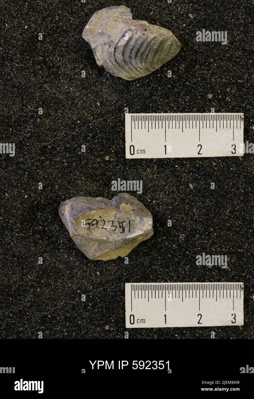 Inoceramus acutiplicata animalia hi-res stock photography and images ...