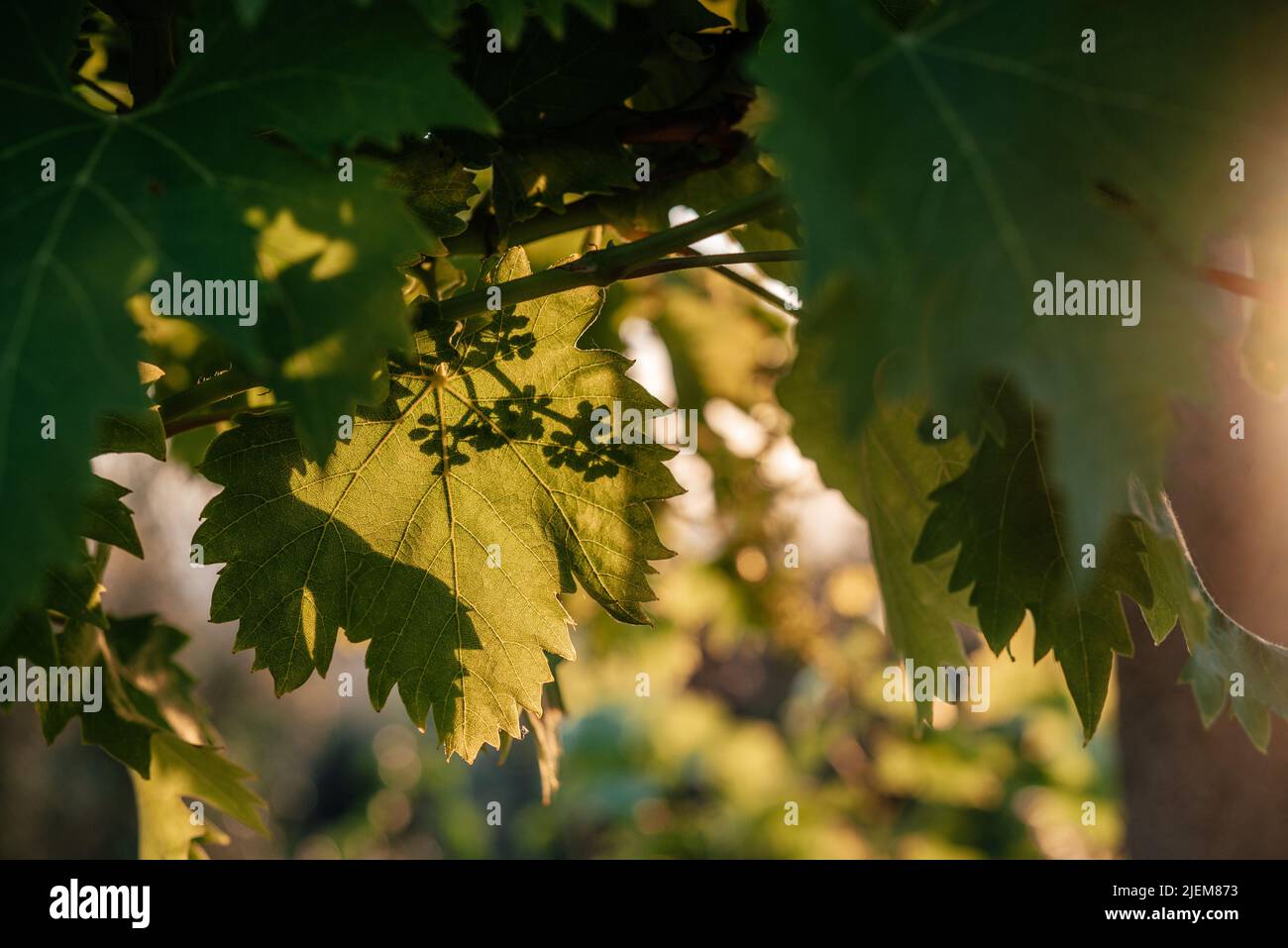 Young blooming cluster of grapes on the grape vine on vineyard against ...