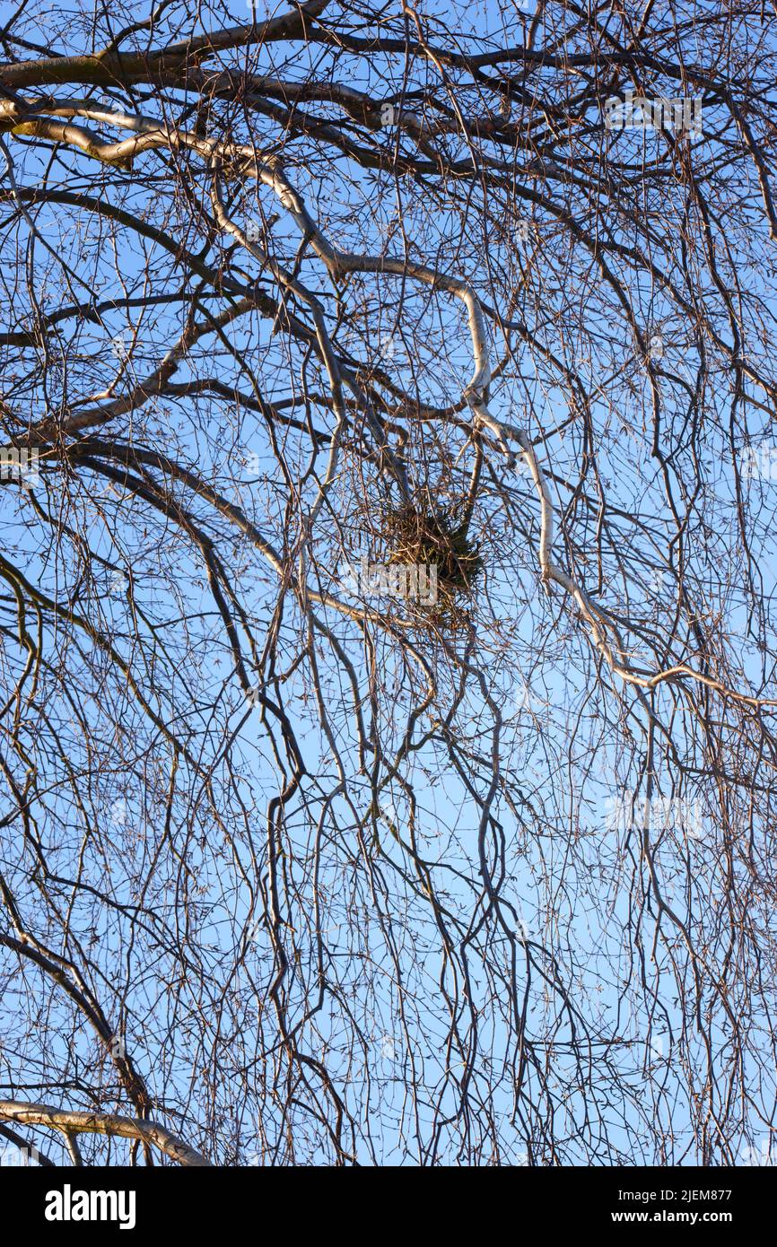 Twigs wood backgrounds textures hi-res stock photography and images - Alamy