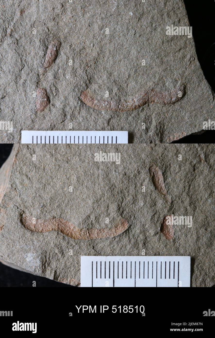 Undet ichnofossil ichnofossil ichnofossils hi-res stock photography and ...