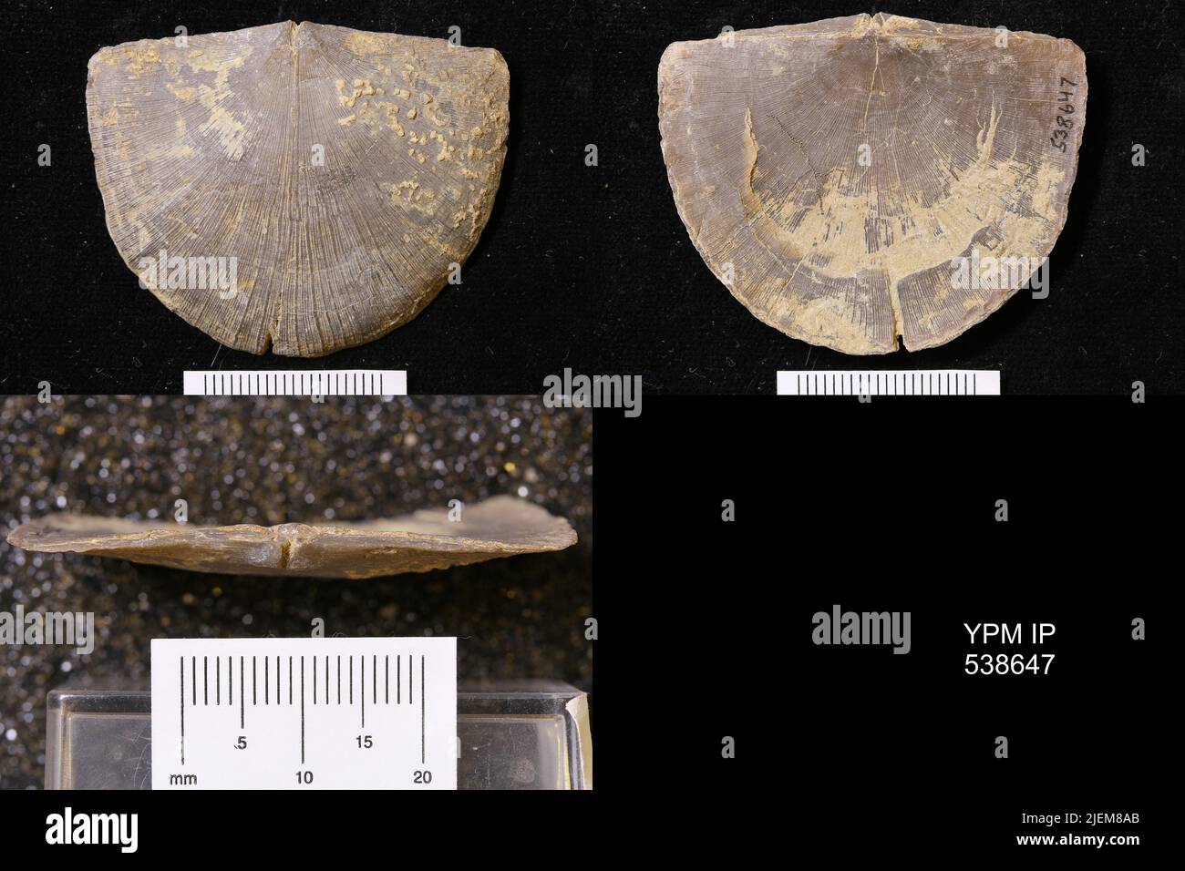 Rafinesquina alternata fracta (Meek, 1873 Stock Photo - Alamy