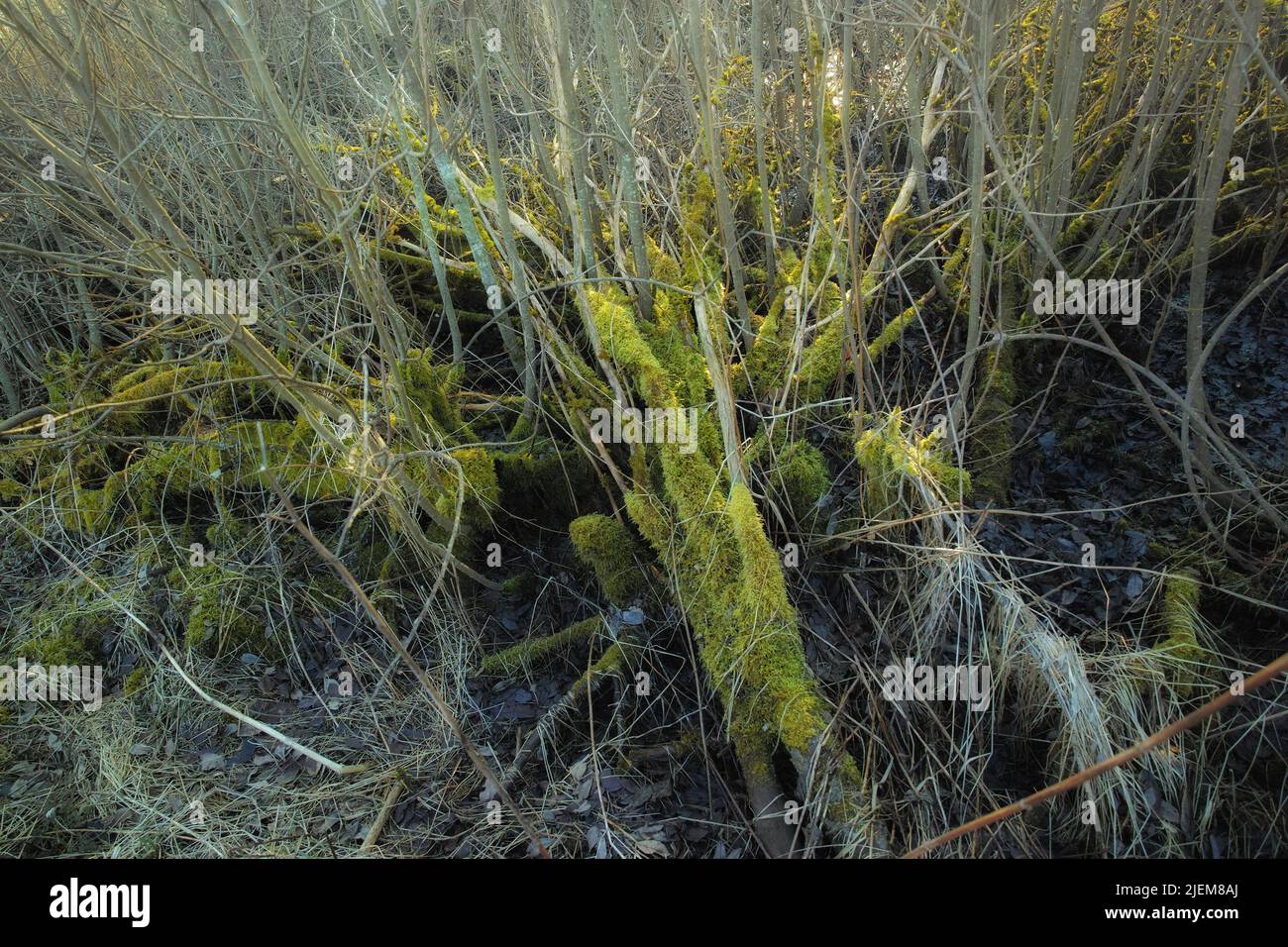 Closeup of vibrant green moss growing on a fallen branch in an empty ...