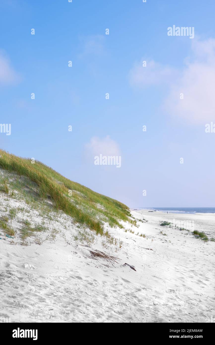 Landscape of sand dunes on the west coast of Jutland in Loekken ...