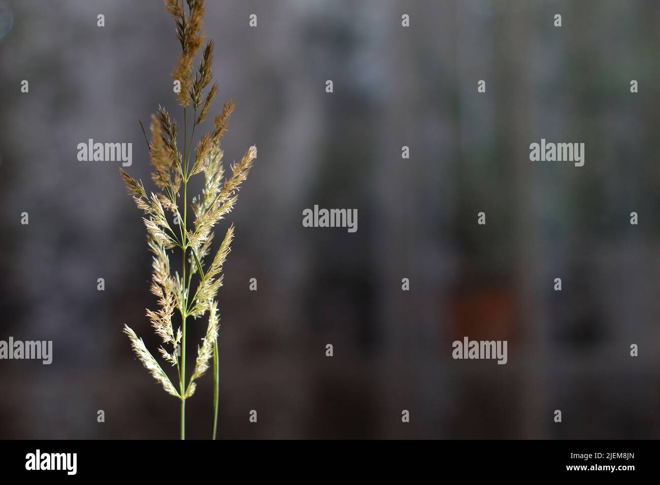 Green grass seeds Meadow fescue Stock Photo - Alamy