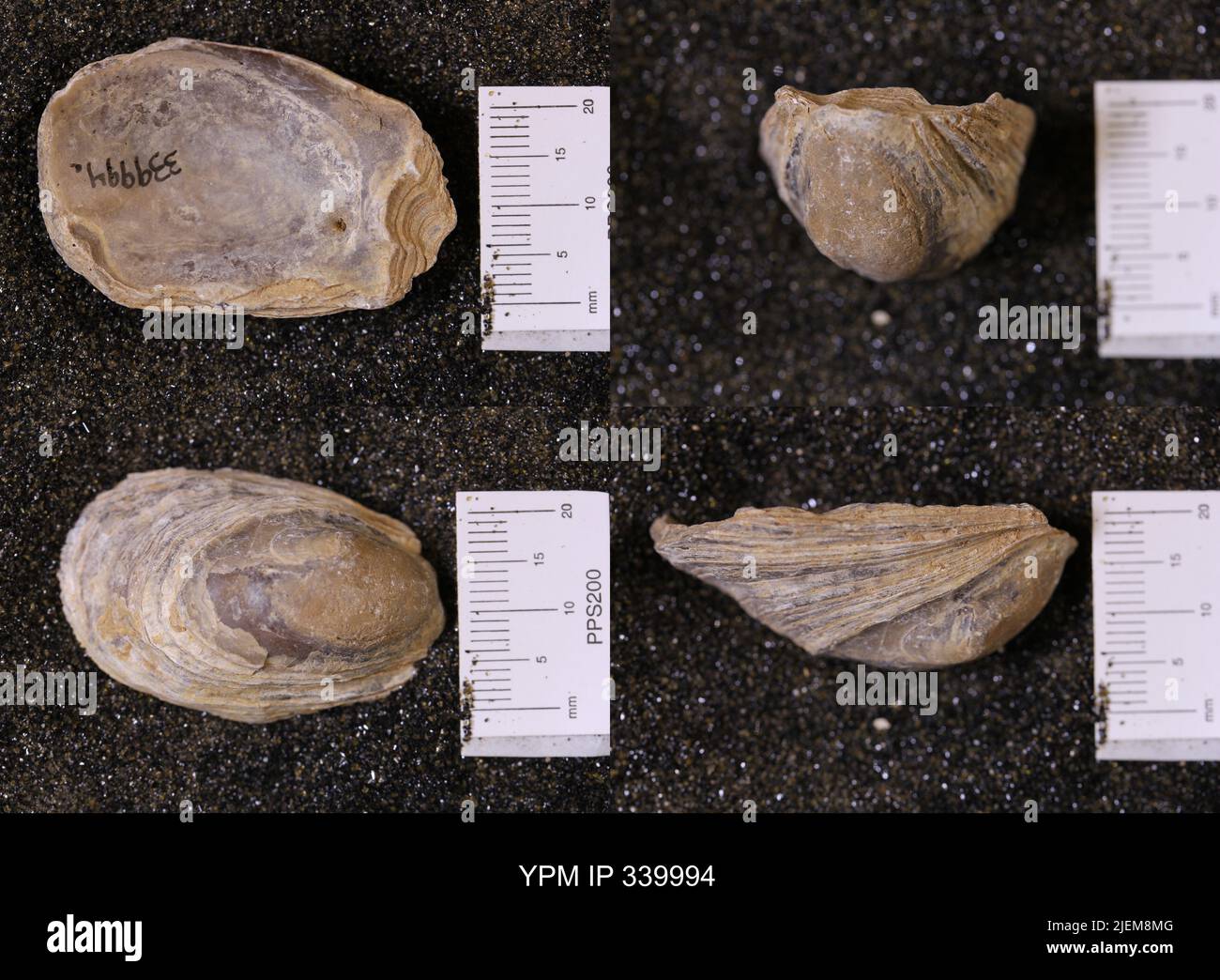 1893 animalia hi-res stock photography and images - Alamy