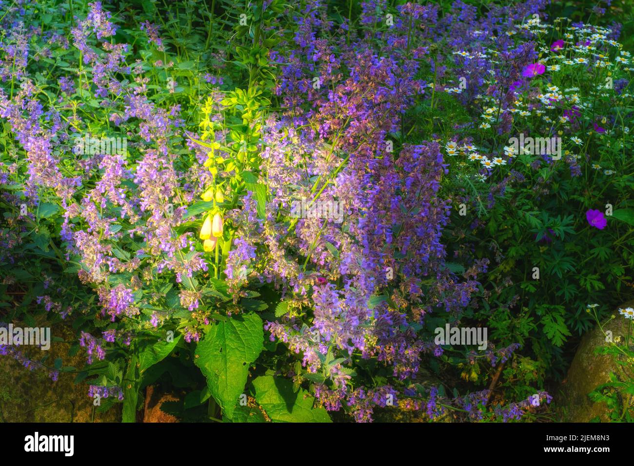 Peeping through the trees hi-res stock photography and images - Alamy