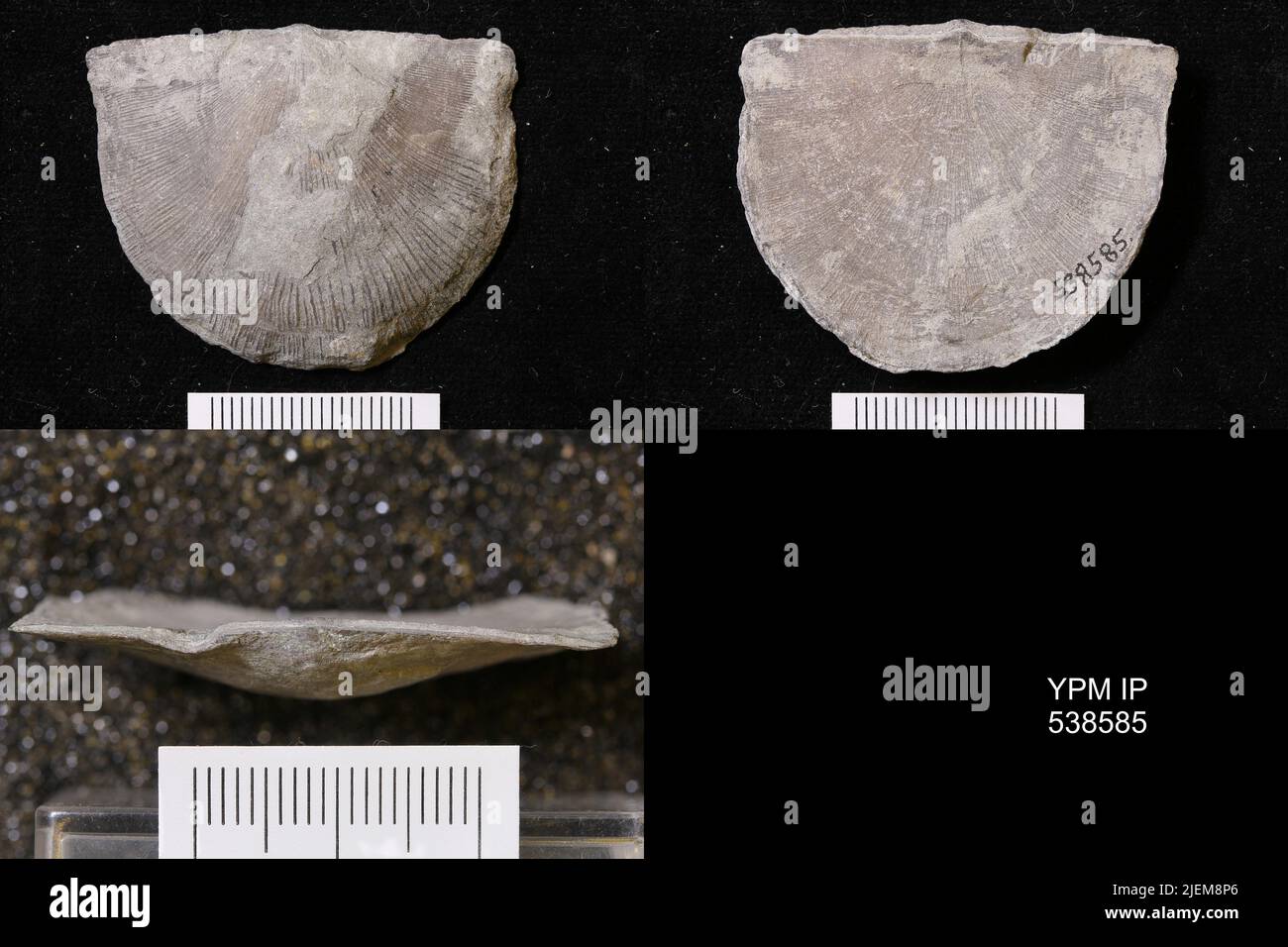 Rafinesquina alternata fracta meek hi-res stock photography and images ...