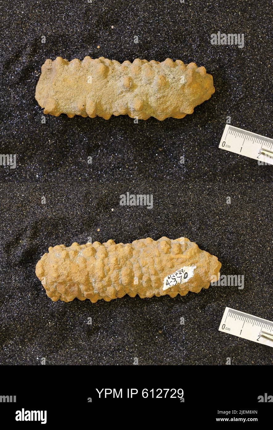 Ophiomorpha nodosa ichnofossil hi-res stock photography and images - Alamy