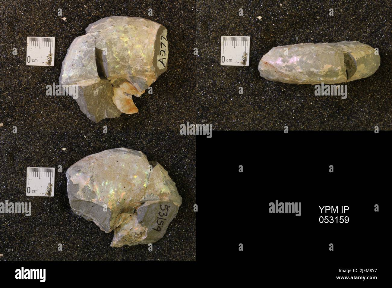 Cephalopod adaptation hi-res stock photography and images - Alamy
