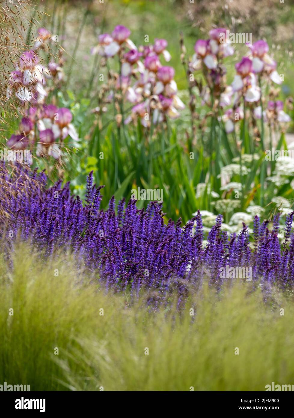 Salvia Rosmarinus, Sissinghurst Blue flowers in full bloom in a ...