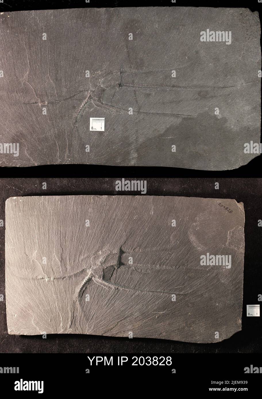 Furcaster decheni (Sturtz Stock Photo - Alamy