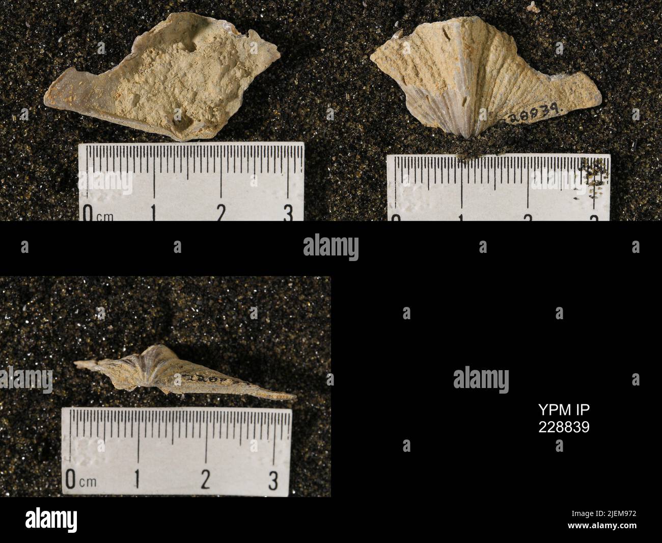 Neospirifer triplicatus Hall Stock Photo - Alamy