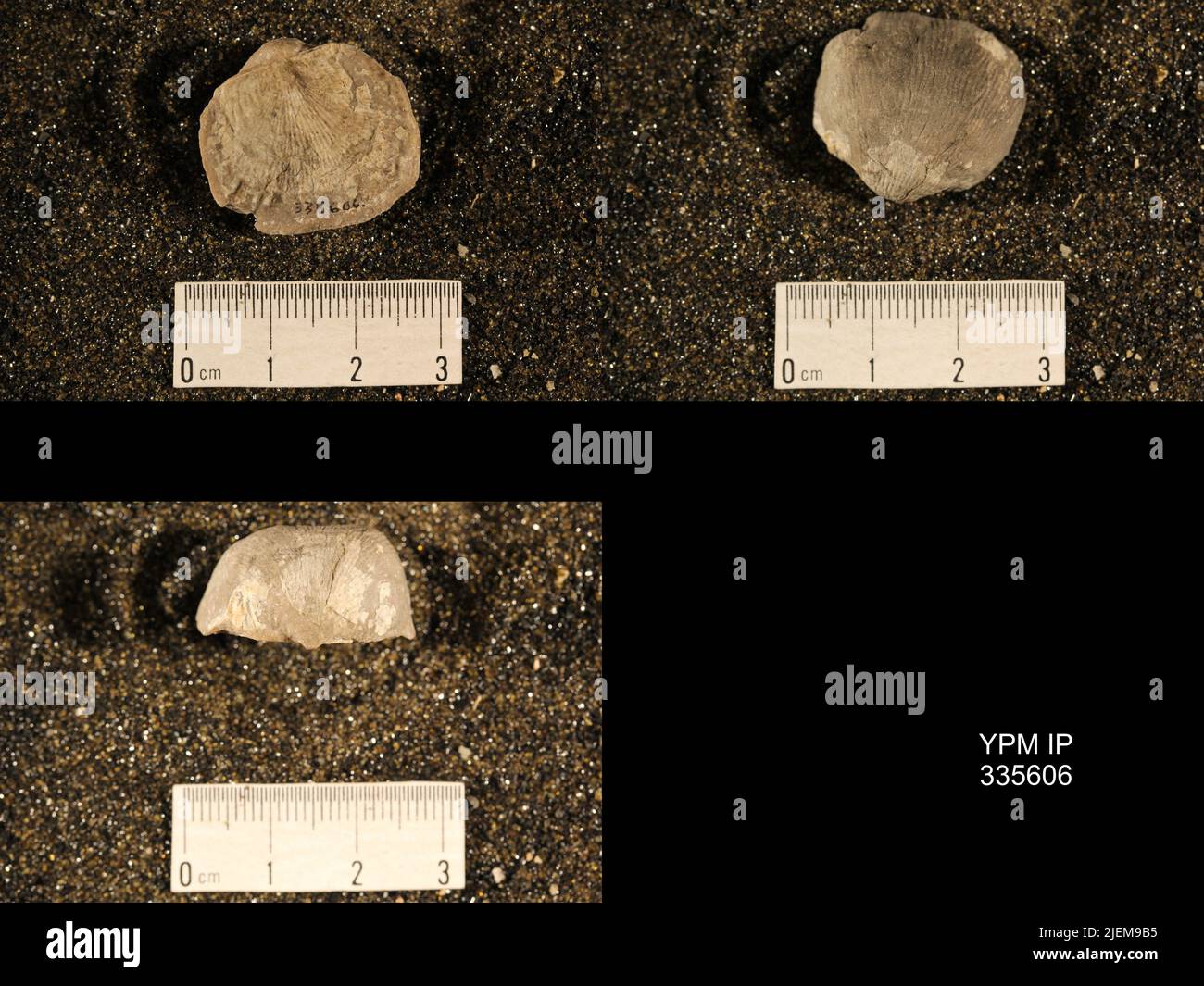 Flemingi hi-res stock photography and images - Alamy