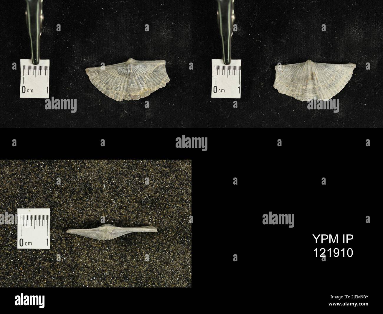 Mucrospirifer hi-res stock photography and images - Alamy