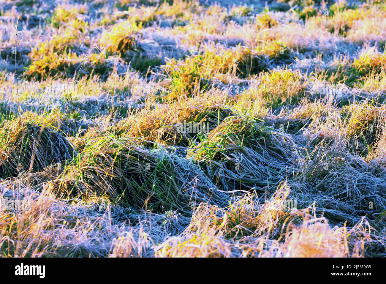Closeup of overgrown green grass growing on a marsh or swamp in Norway ...